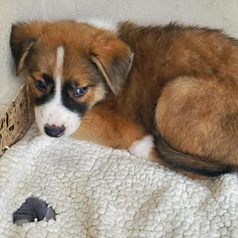 SAM SAM - Puppy Area