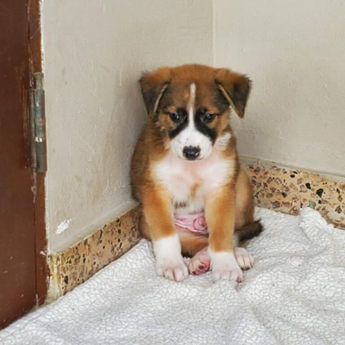 SAM SAM - Puppy Area