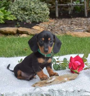 Samson-Mini - Puppy Area