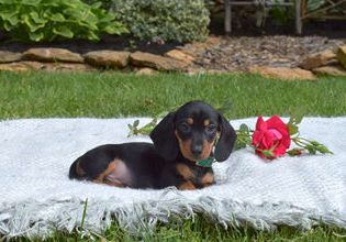 Samson-Mini - Puppy Area