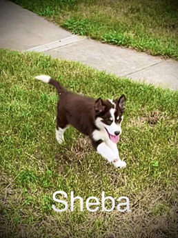 Sheeba - Puppy Area
