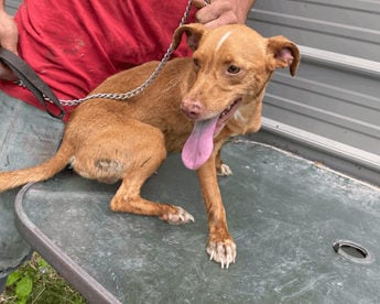 Spencer - Puppy Area