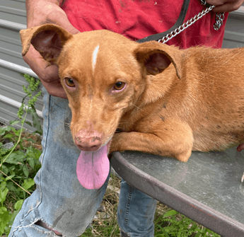 Spencer - Puppy Area