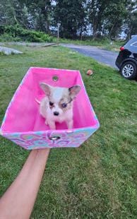 TEACUP Penny MERLE - Puppy Area