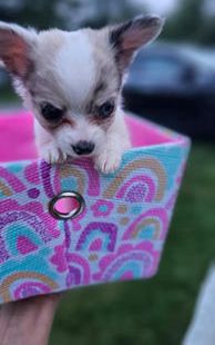 TEACUP Penny MERLE - Puppy Area