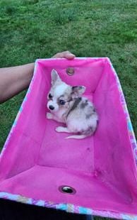 TEACUP Penny MERLE - Puppy Area