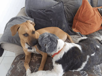 ALEJANDRO – very happy friendly boy - Puppy Area