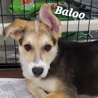 Baloo JuM - Puppy Area