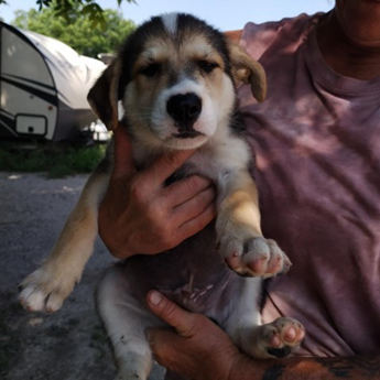 Byron JuM - Puppy Area