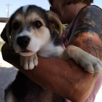 Byron JuM - Puppy Area