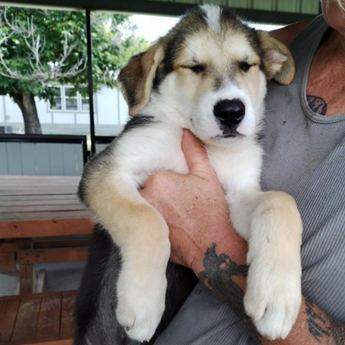 Byron JuM - Puppy Area