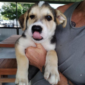 Byron JuM - Puppy Area