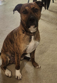 Charles Xavier - Puppy Area