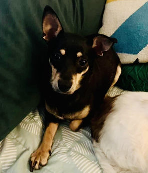 Deborah Dee - Puppy Area