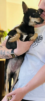 Deborah Dee - Puppy Area