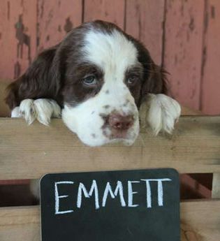 Emett - Puppy Area