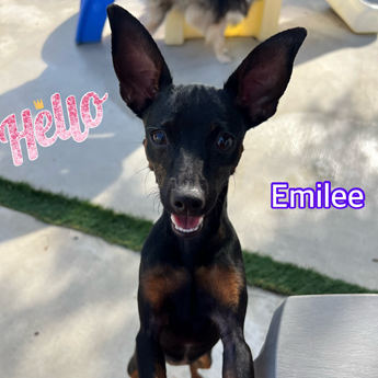 Emilee - Puppy Area