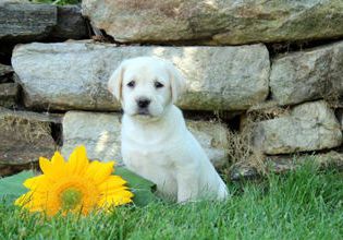 Genovia - Puppy Area