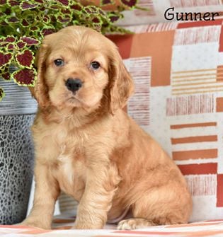 Gunner - Puppy Area