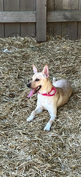 Leah $475 - Puppy Area