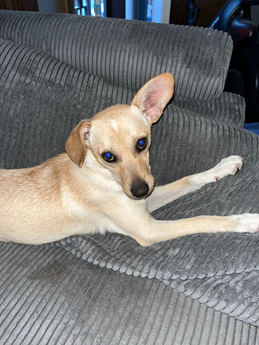 Leah $475 - Puppy Area