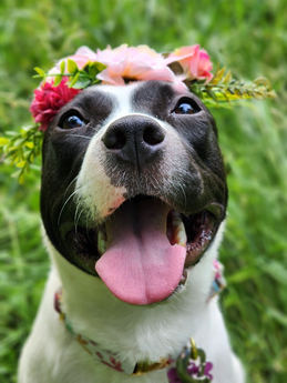 Lucy Shortstack - Puppy Area