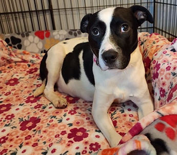 Lucy Shortstack - Puppy Area