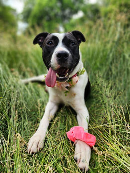 Lucy Shortstack - Puppy Area