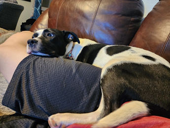 Lucy Shortstack - Puppy Area