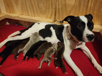 Lucy Shortstack - Puppy Area