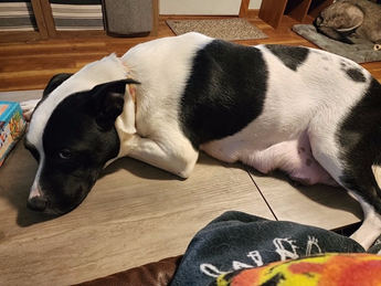 Lucy Shortstack - Puppy Area