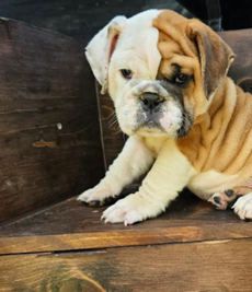 Matilda - Puppy Area