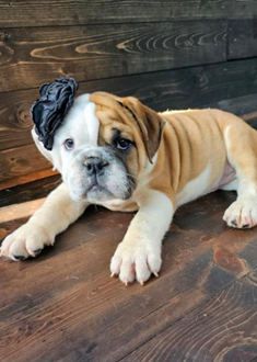 Matilda - Puppy Area