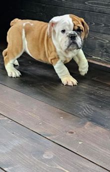 Matilda - Puppy Area