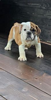 Matilda - Puppy Area