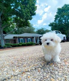 Max Cute Video - Puppy Area