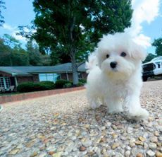 Max Cute Video - Puppy Area