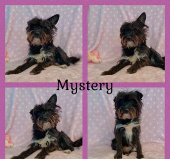 Mystery - Puppy Area