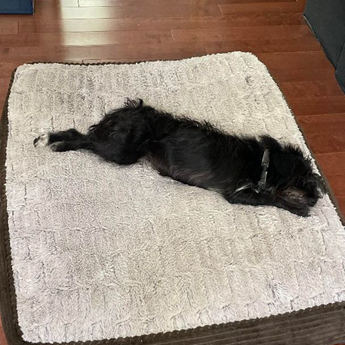 Mystery - Puppy Area