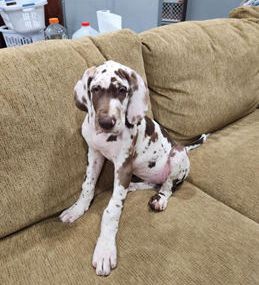 Princess Leia - Puppy Area