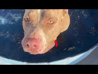 Professor RadaR - Puppy Area