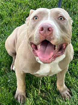 Professor RadaR - Puppy Area