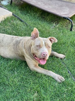 Professor RadaR - Puppy Area