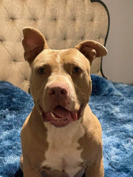 Professor RadaR - Puppy Area