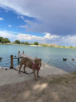 Professor RadaR - Puppy Area