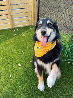 Ralphie - Puppy Area