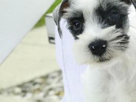 Schmigel - Puppy Area