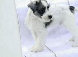 Schmigel - Puppy Area