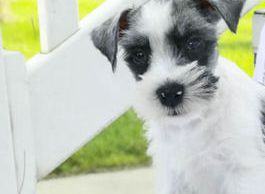 Schmigel - Puppy Area