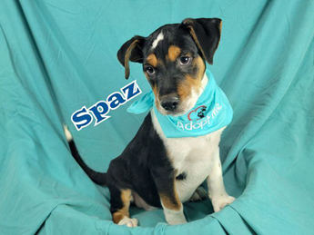 Spaz - Puppy Area